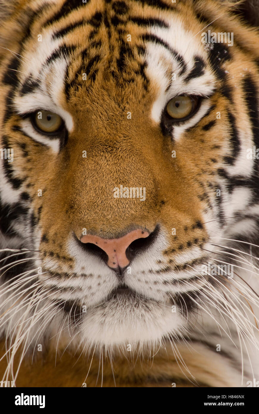 Tiger (Panthera tigris) portrait, native to Asia Stock Photo - Alamy