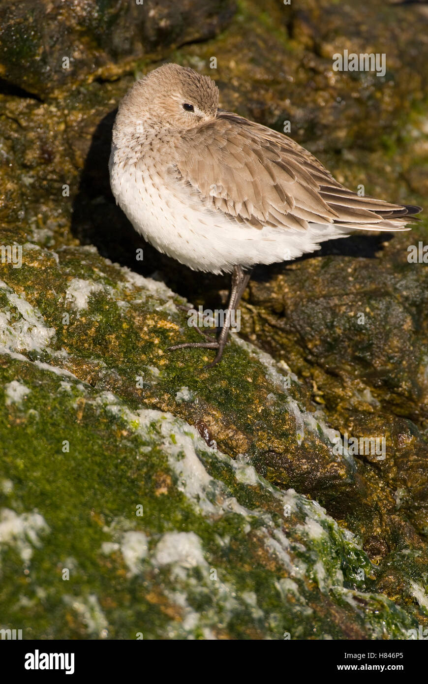Purple Sandpiper (Calidris maritima) resting, North America Stock Photo ...