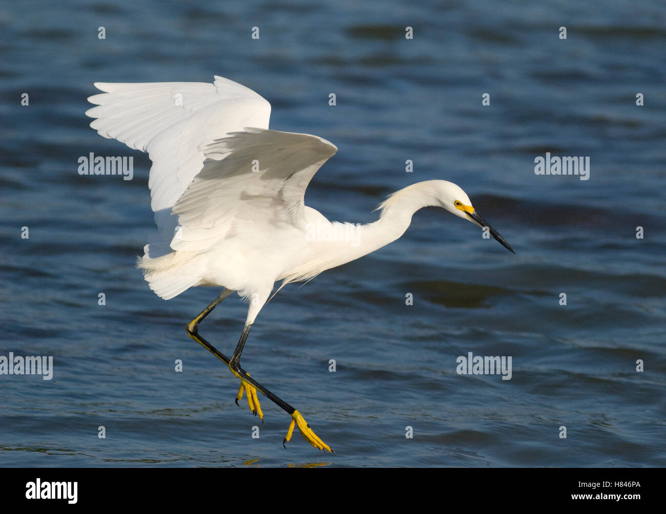 Snowy Egret (Egretta thula) flying, North America Stock Photo - Alamy