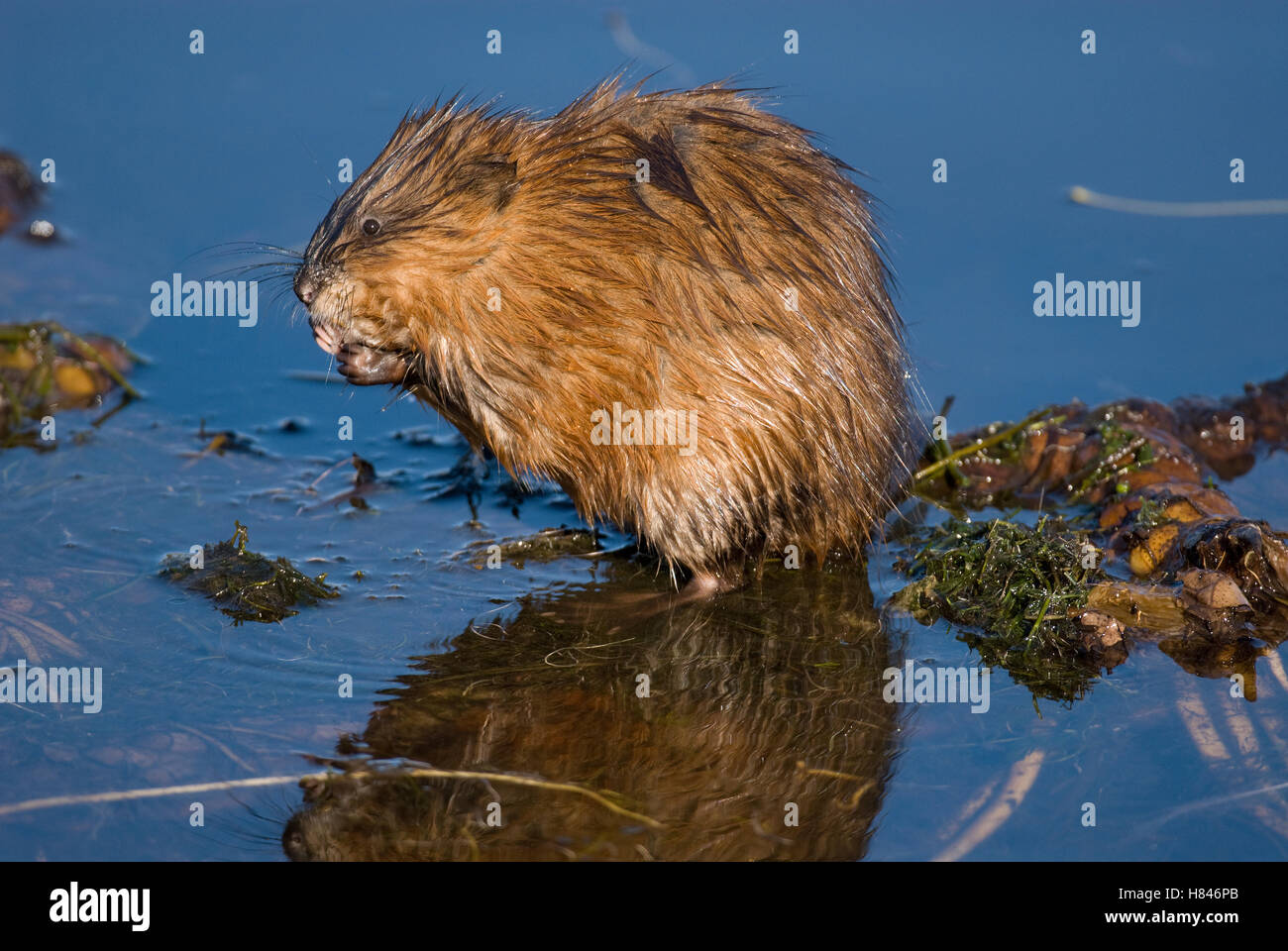 Muskrat (Ondatra zibethicus) in shallow water, North America Stock ...