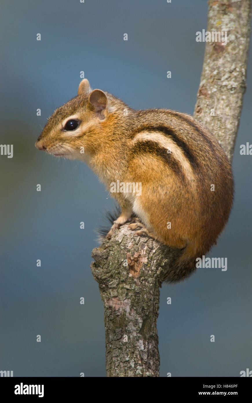 Eastern Chipmunk (Tamias striatus) sitting on a branch, North America ...