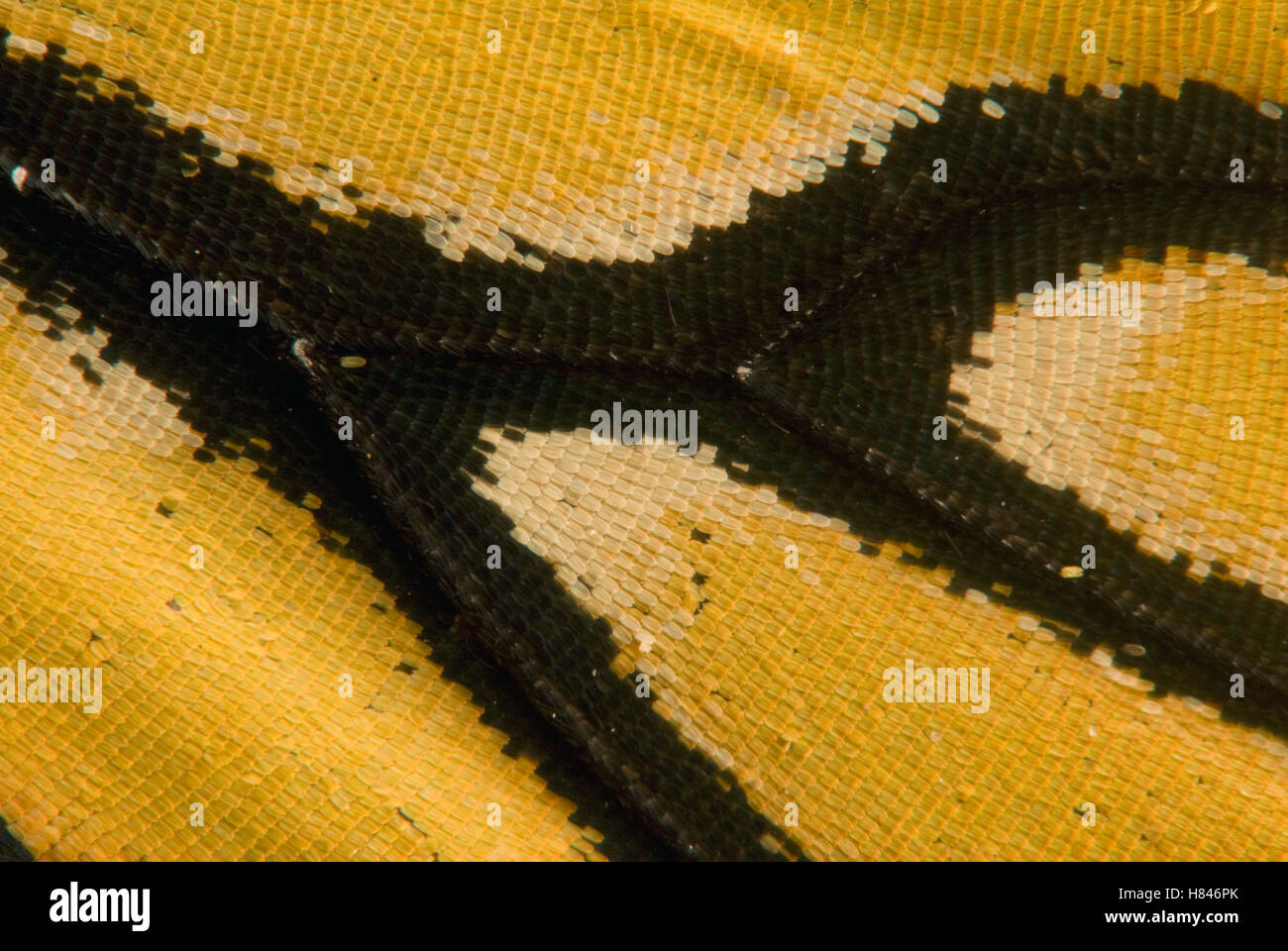 Monarch (Danaus plexippus) butterfly wing scales, North America Stock ...