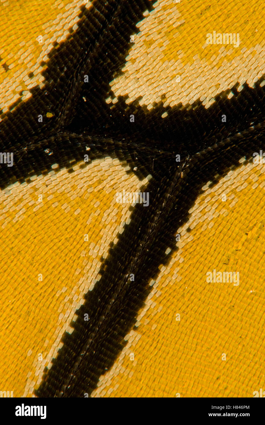 Monarch (Danaus plexippus) butterfly wing scales, North America Stock ...