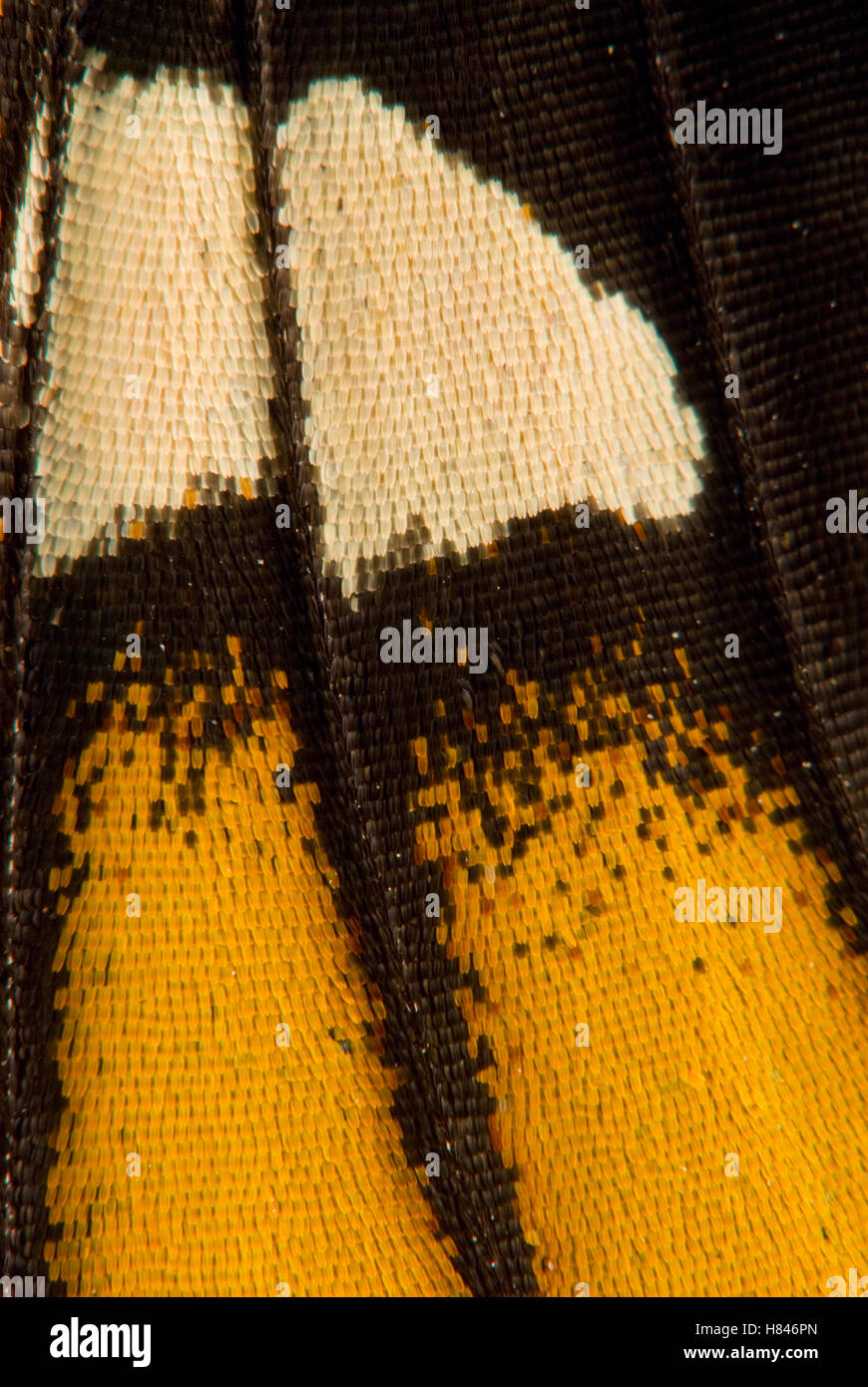 Monarch (Danaus plexippus) butterfly wing scales, North America Stock ...