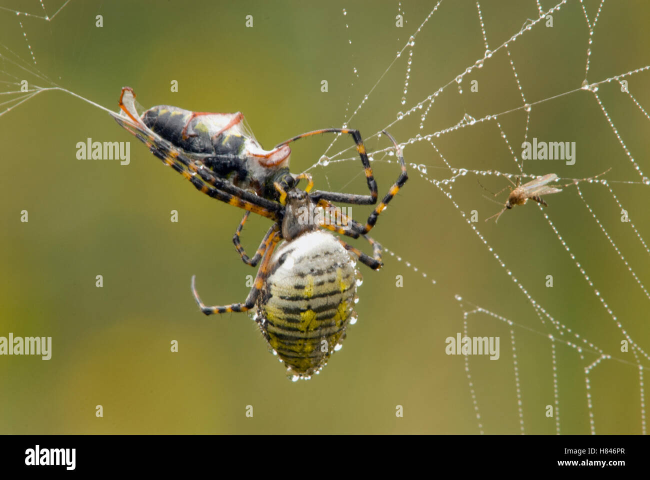 Banded Garden Spider (Argiope trifasciata) feeding on mummified insect ...