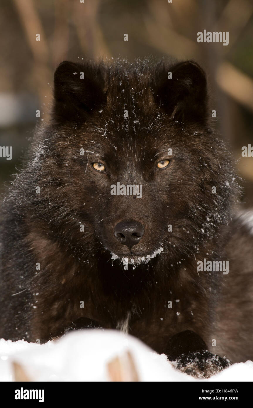 Gray Wolf (Canis lupus) melanistic individual in snow, North America ...