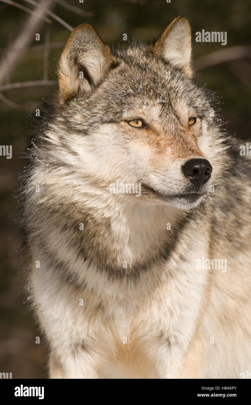 Gray Wolf (Canis lupus) portrait, North America Stock Photo - Alamy