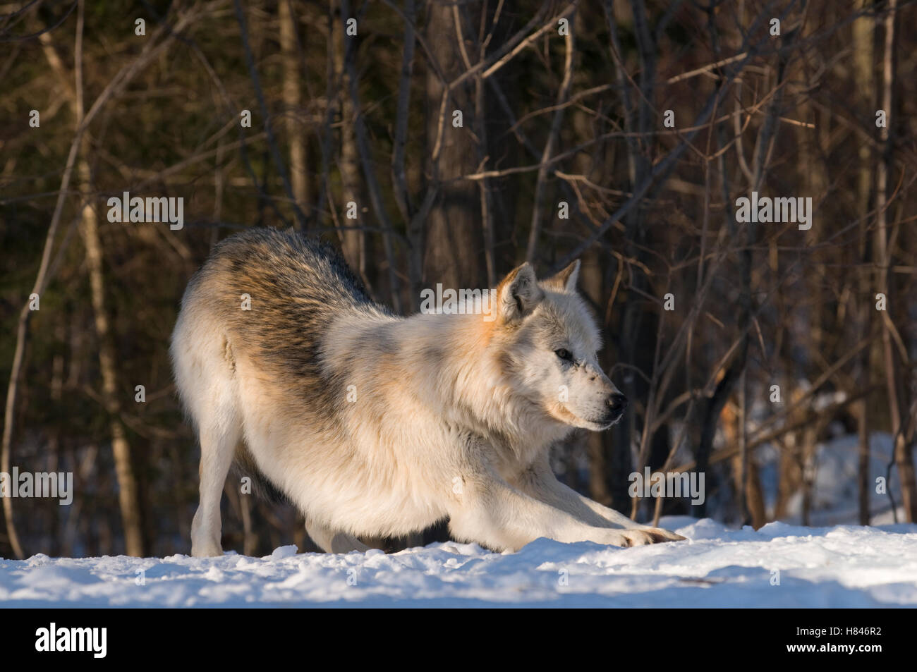 Gray Wolf (Canis lupus) stretching, North America Stock Photo - Alamy