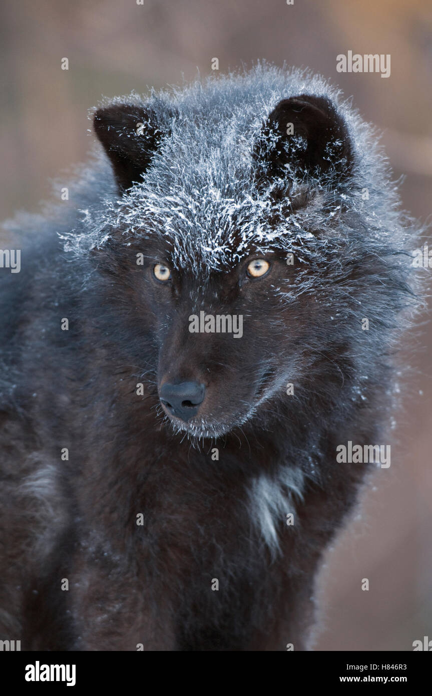 Gray Wolf (Canis lupus) melanistic individual dusted in snow, North ...