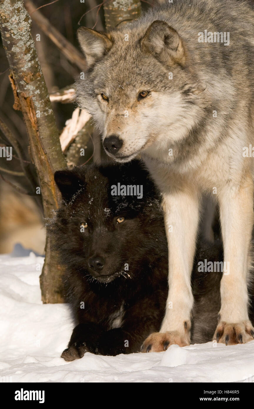 Gray Wolf (Canis lupus) pair including melanistic individual, North ...
