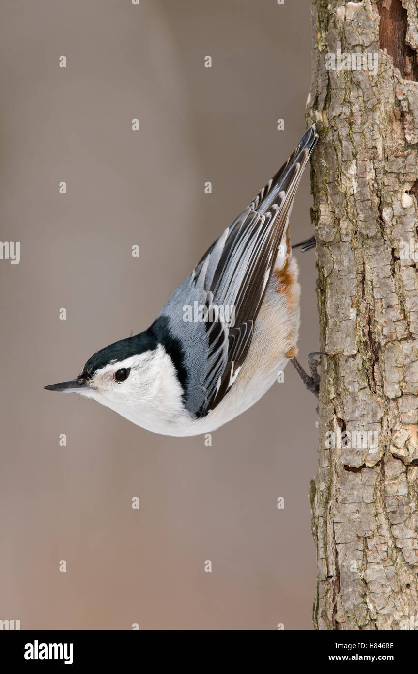 White-breasted Nuthatch (Sitta carolinensis), Huron Meadows Metropark ...