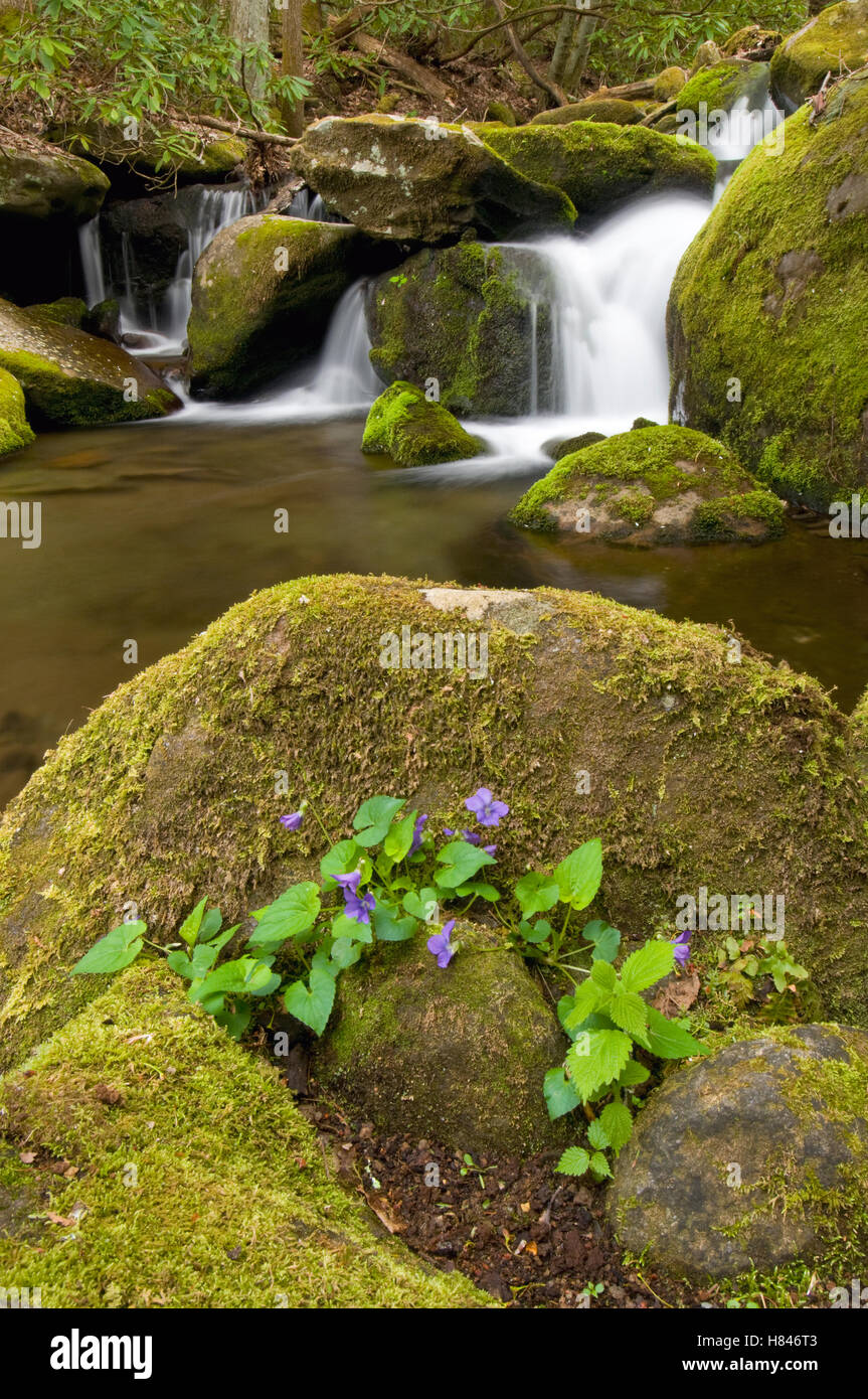 Cascading stream with moss-covered boulders, Great Smoky Mountains ...