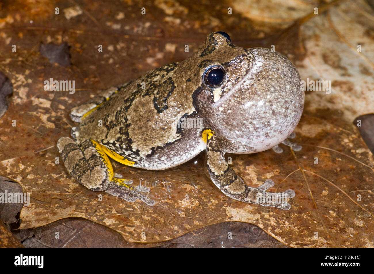 Eastern Gray Treefrog (Hyla versicolor) calling, Huron Meadows ...