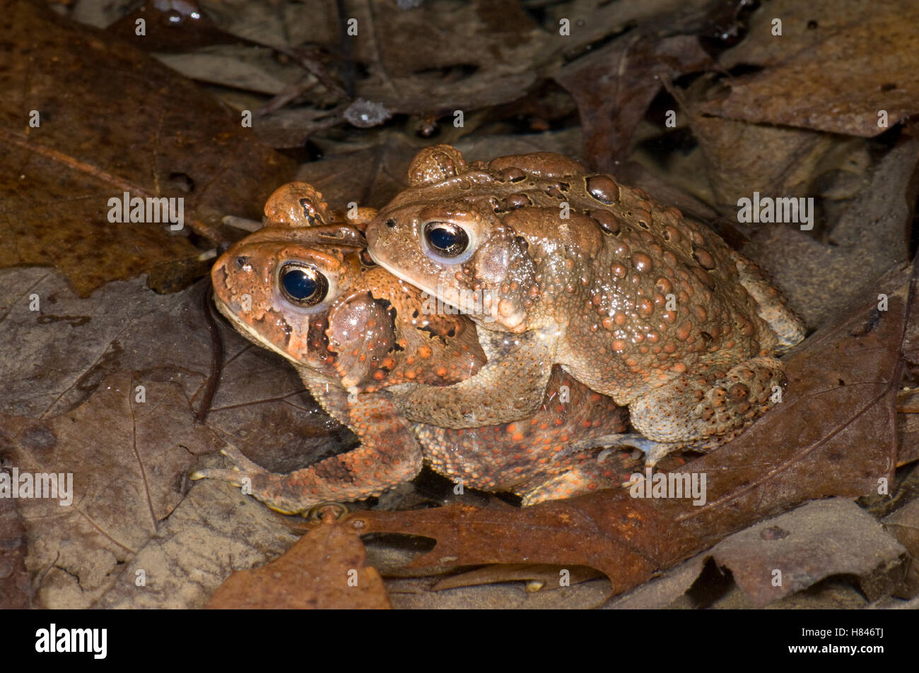 American Toad (Bufo americanus) pair in amplexus, Huron Meadows ...