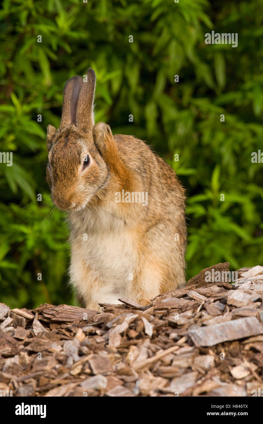 Cottontail Rabbit (Sylvilagus sp) grooming, Connecticut Stock Photo - Alamy