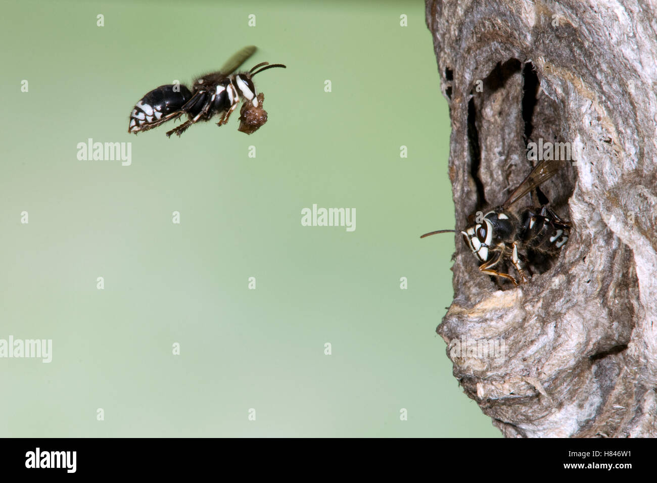 Wasps building a nest in a tree trunk cavity, North America Stock Photo ...