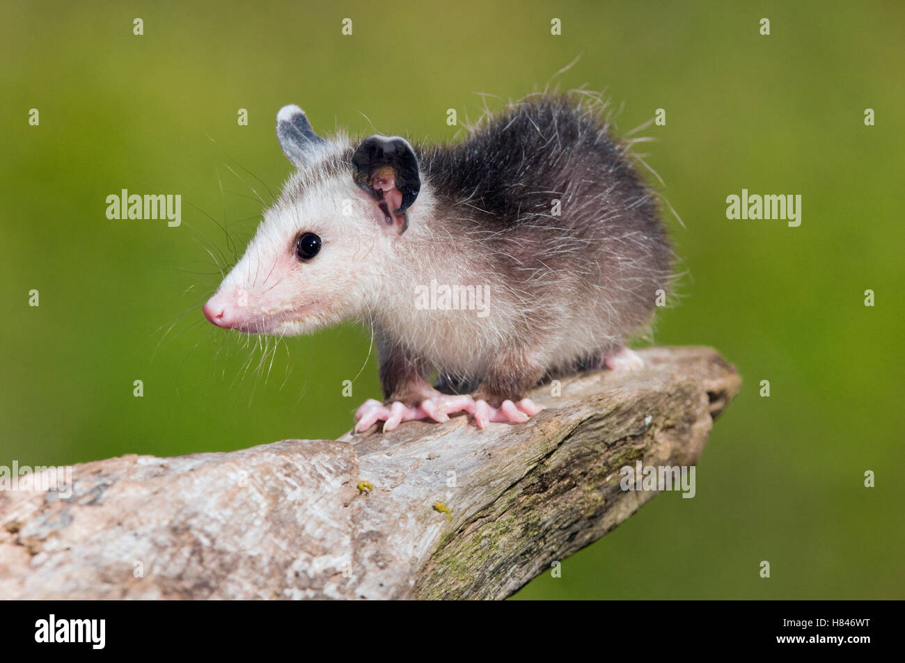 Opossum (Didelphis virginiana), Howell Nature Center, Michigan Stock ...