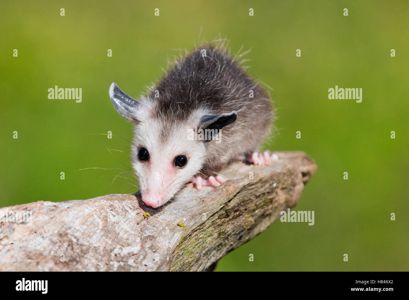 Opossum (Didelphis virginiana), Howell Nature Center, Michigan Stock ...
