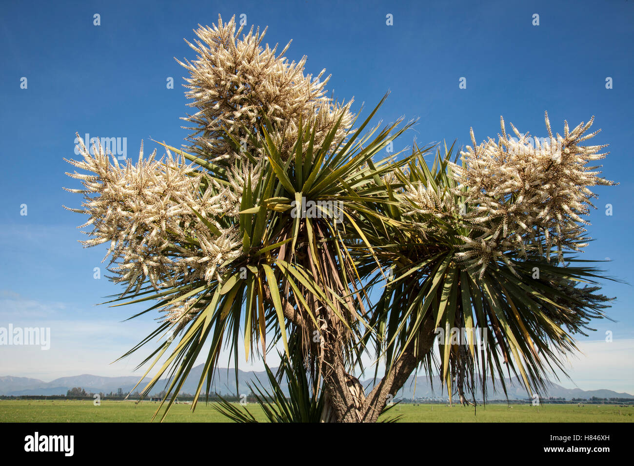 Cabbage Tree (Cordyline australis) flowering, Methven, Canterbury, New ...