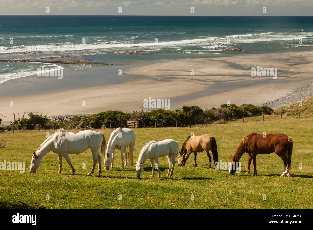 Domestic Horse (Equus caballu) herd grazing, Paterau farm, Golden Bay ...