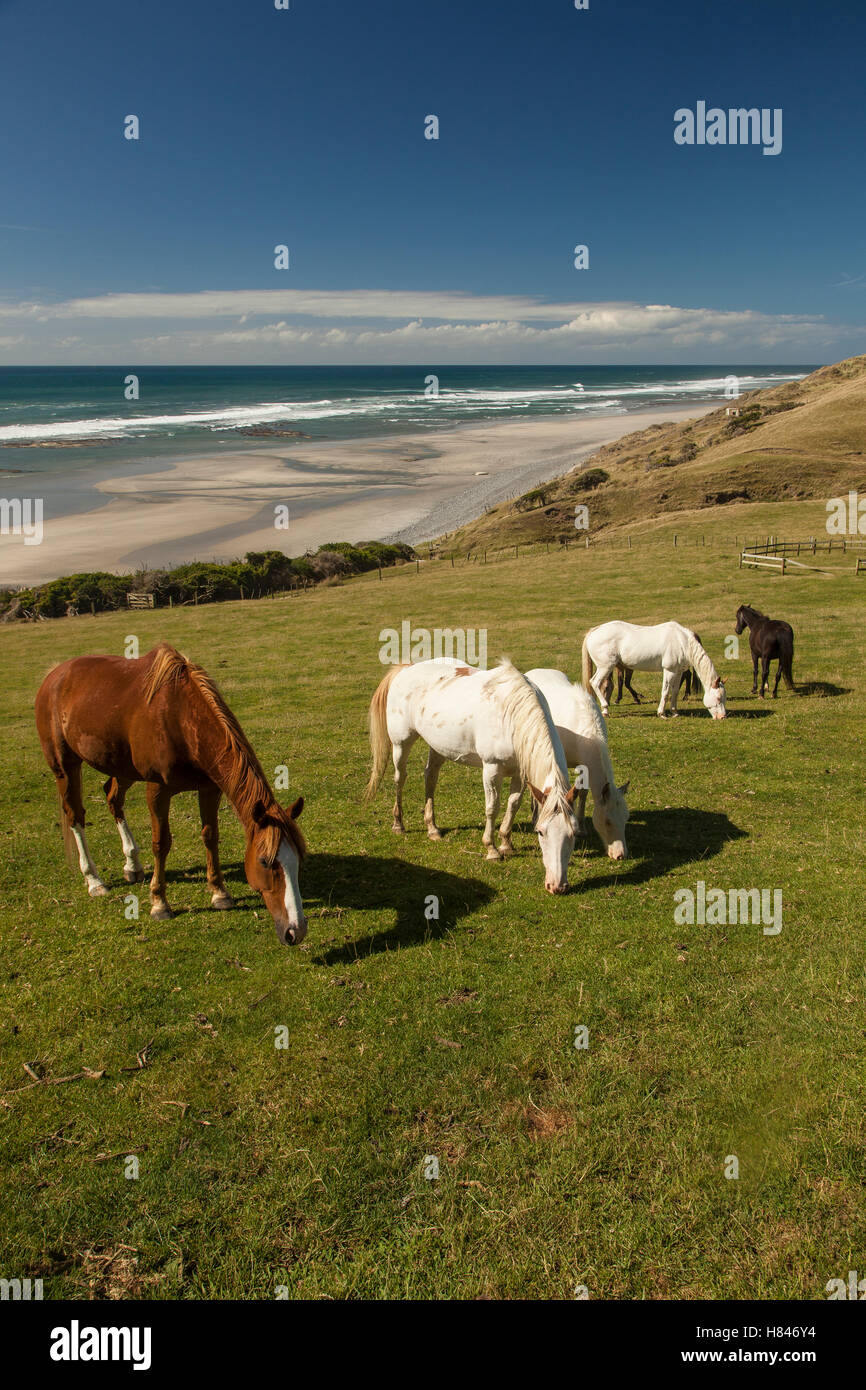 Domestic Horse (Equus caballu) herd grazing, Paterau farm, Golden Bay ...