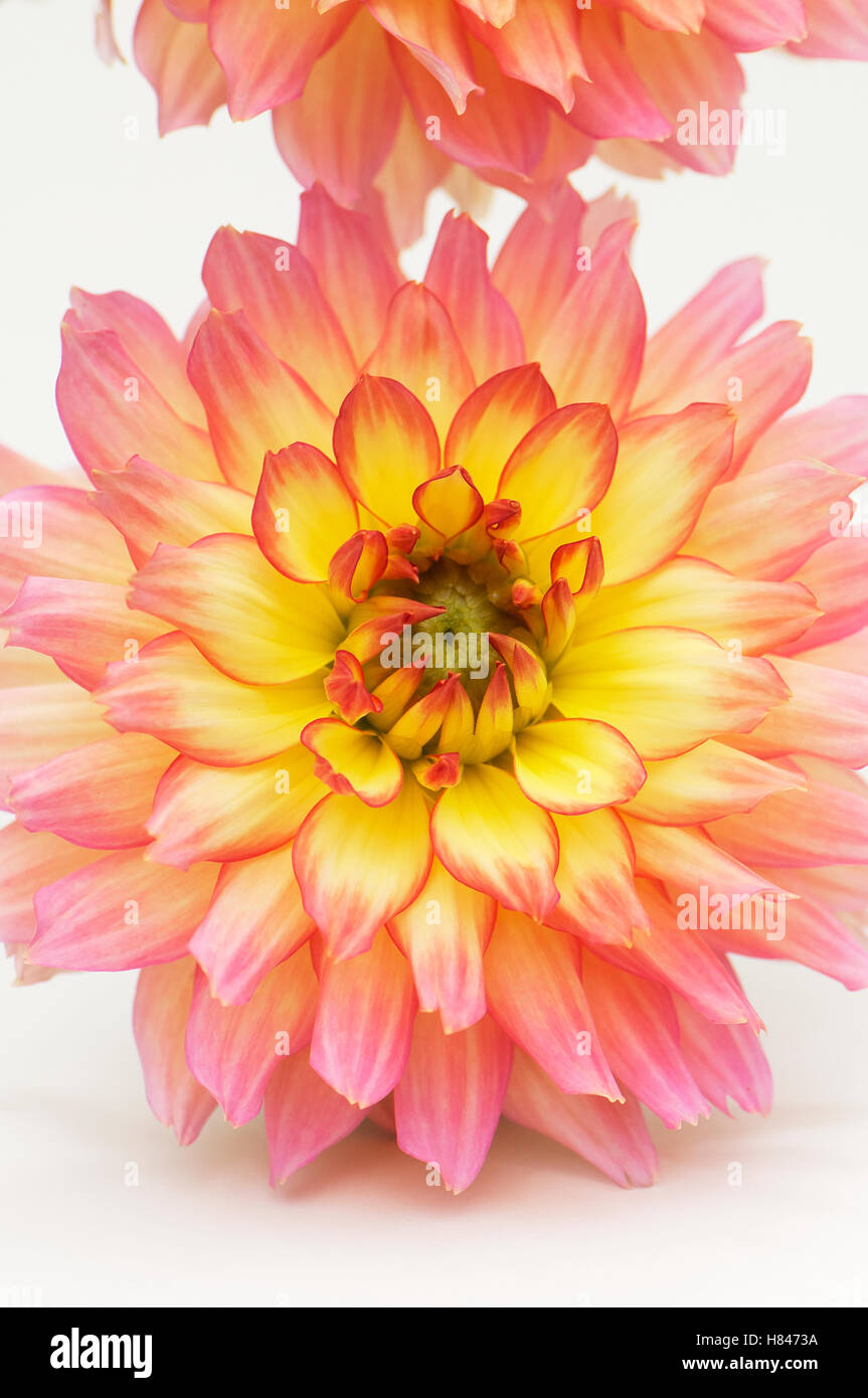Dahlia (Dahlia sp) flowers Stock Photo - Alamy
