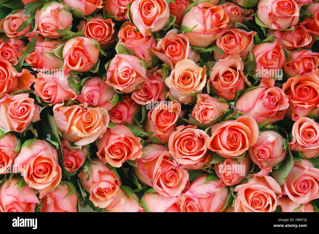 Rose (Rosa sp) flowers Stock Photo - Alamy