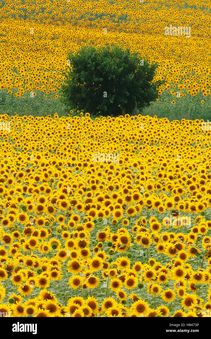 Sunflower (Helianthus sp) field Stock Photo - Alamy