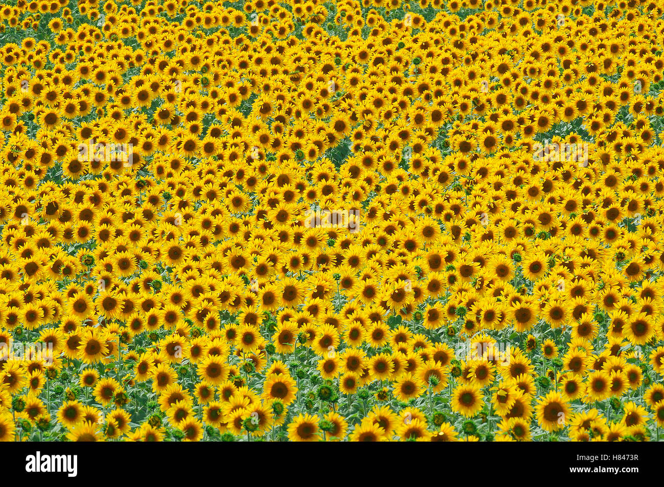 Sunflower (Helianthus sp) field Stock Photo - Alamy