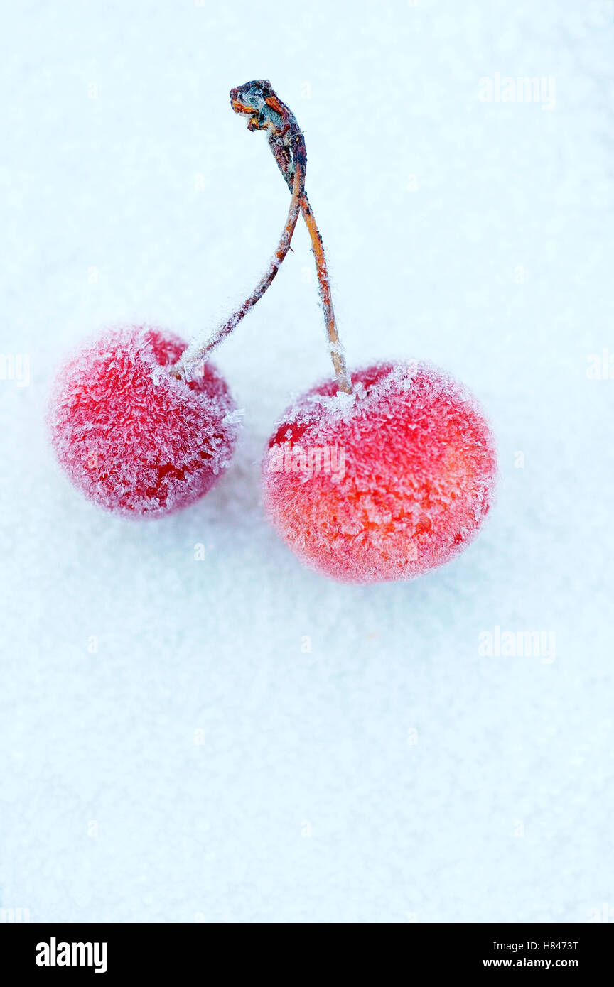 Cherry (Prunus sp) fruit covered with frost in winter Stock Photo - Alamy