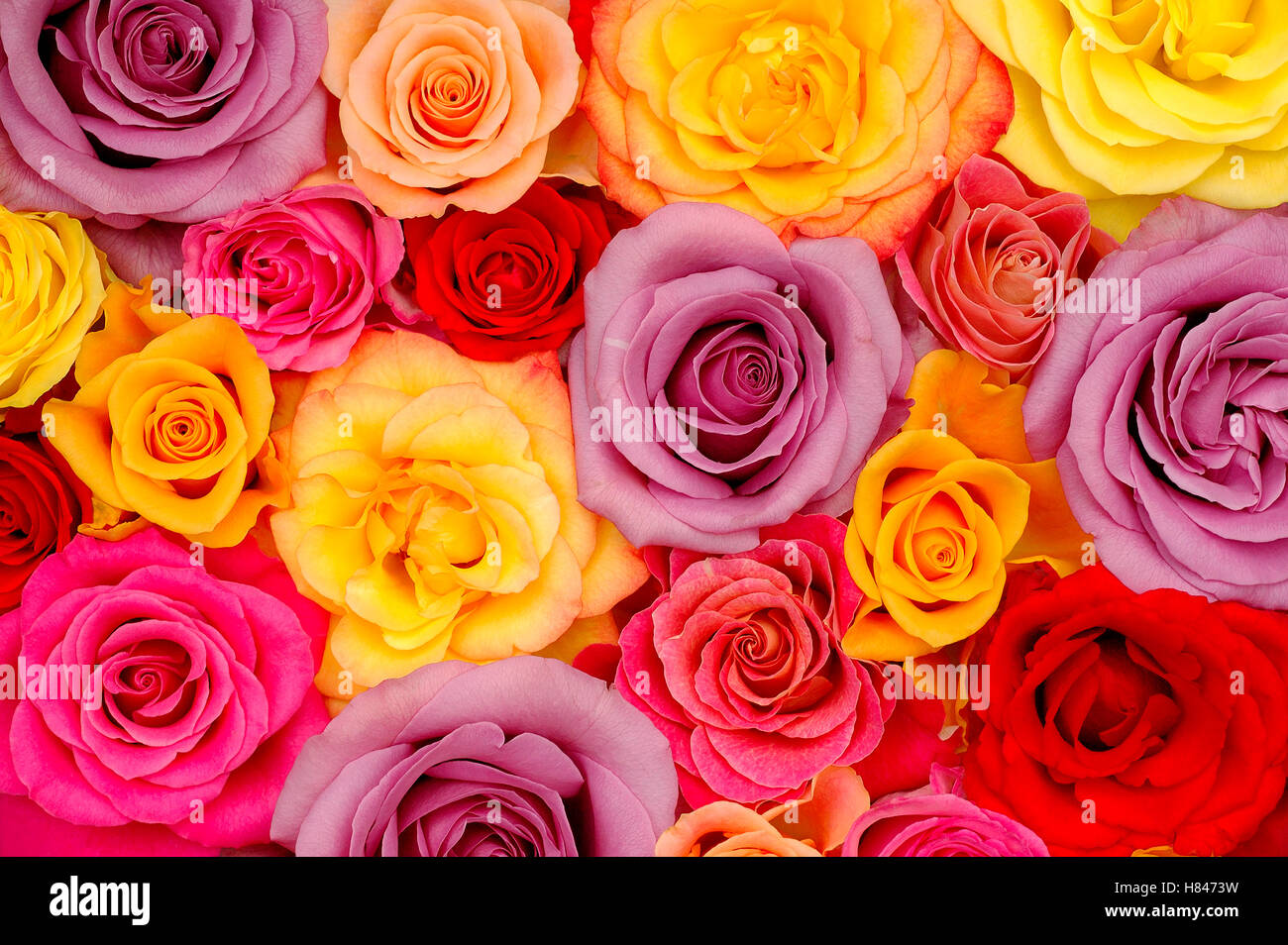 Rose (Rosa sp) flowers Stock Photo - Alamy
