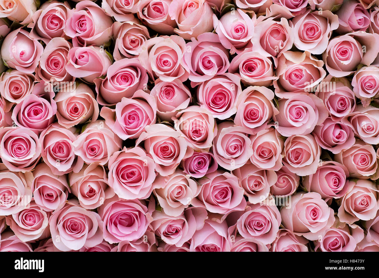 Rose (Rosa sp) flowers Stock Photo - Alamy