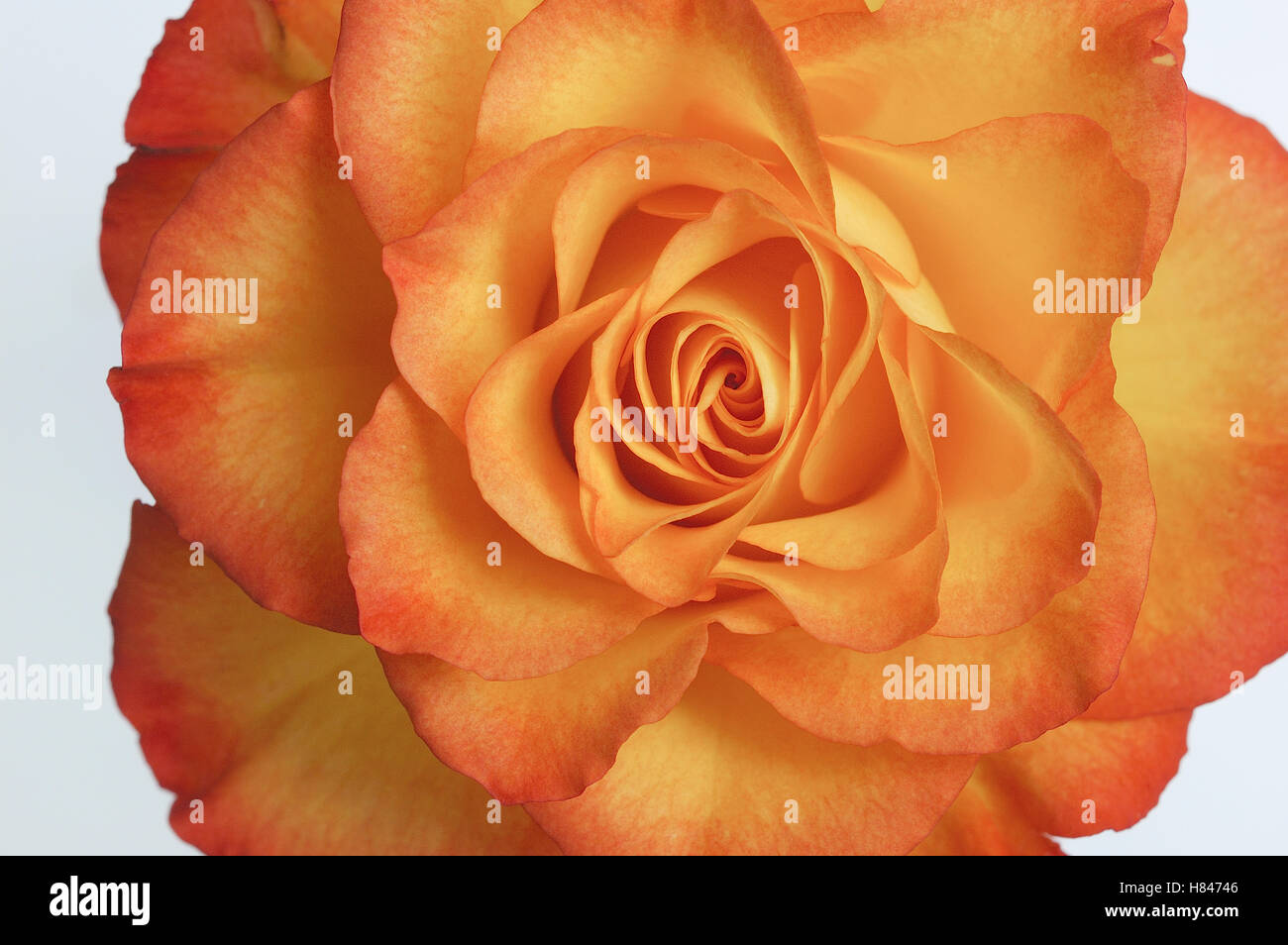 Rose (Rosa sp) flower Stock Photo - Alamy