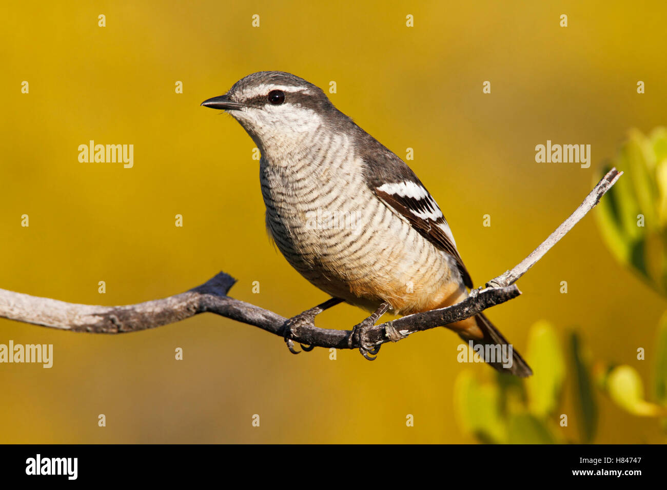Varied Triller (Lalage leucomela) female, Australia Stock Photo - Alamy