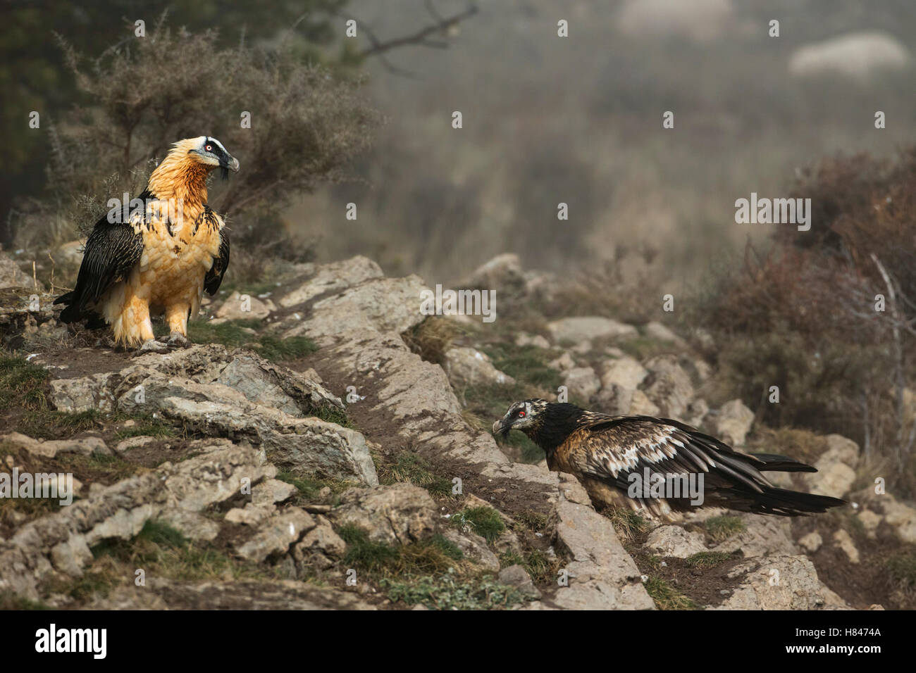Bearded Vulture (Gypaetus barbatus), Pyrenees, Spain Stock Photo - Alamy