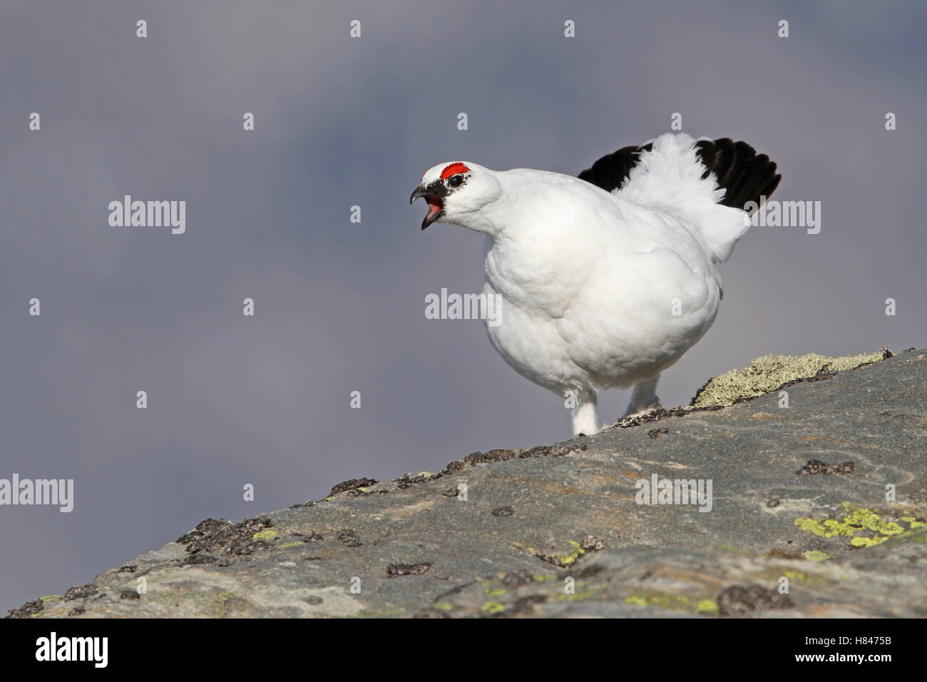 Rock Ptarmigan (Lagopus muta) male calling, Switzerland Stock Photo - Alamy