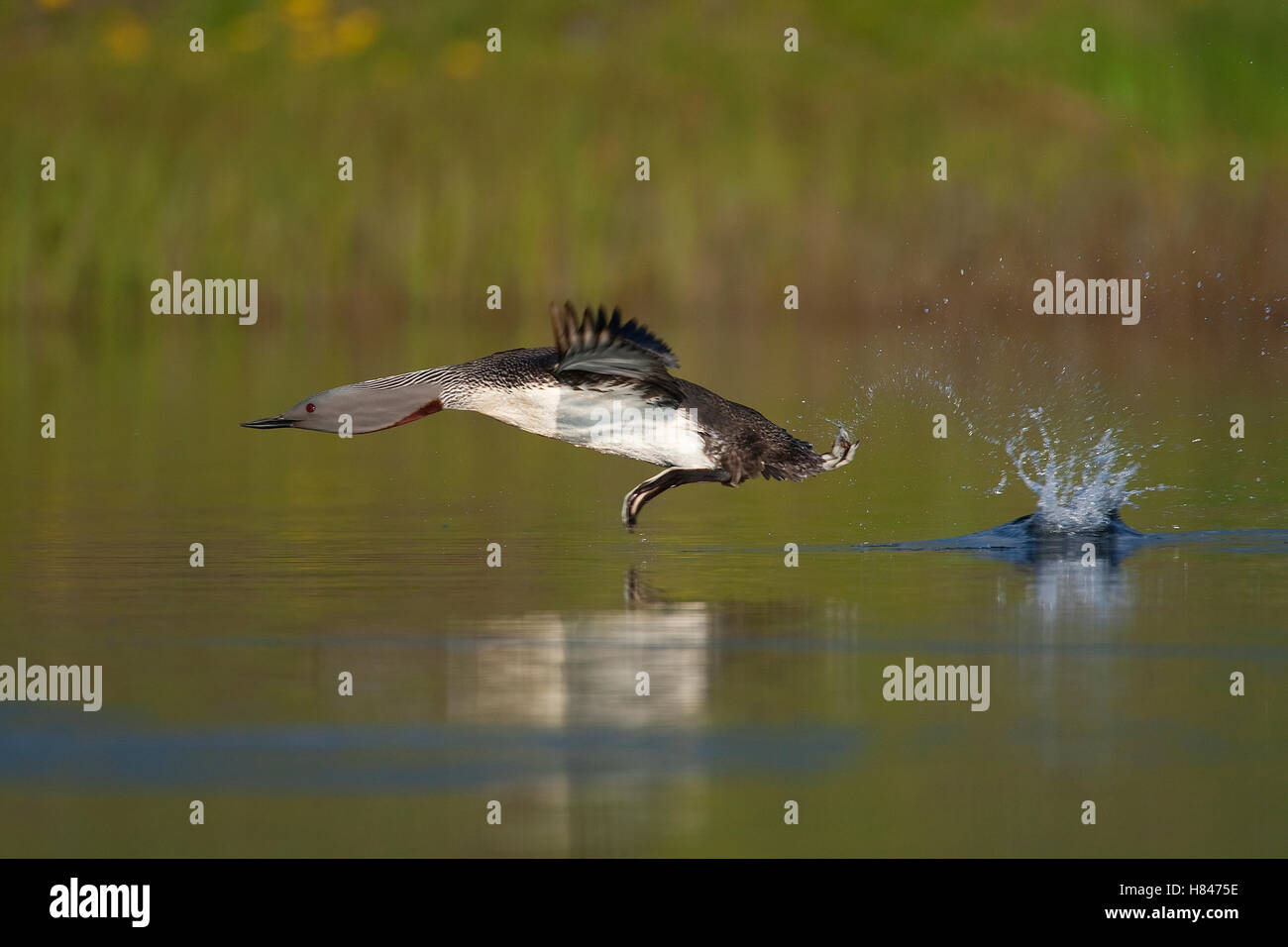 Red-throated Loon (Gavia stellata) taking flight, Myvatn, Iceland Stock ...