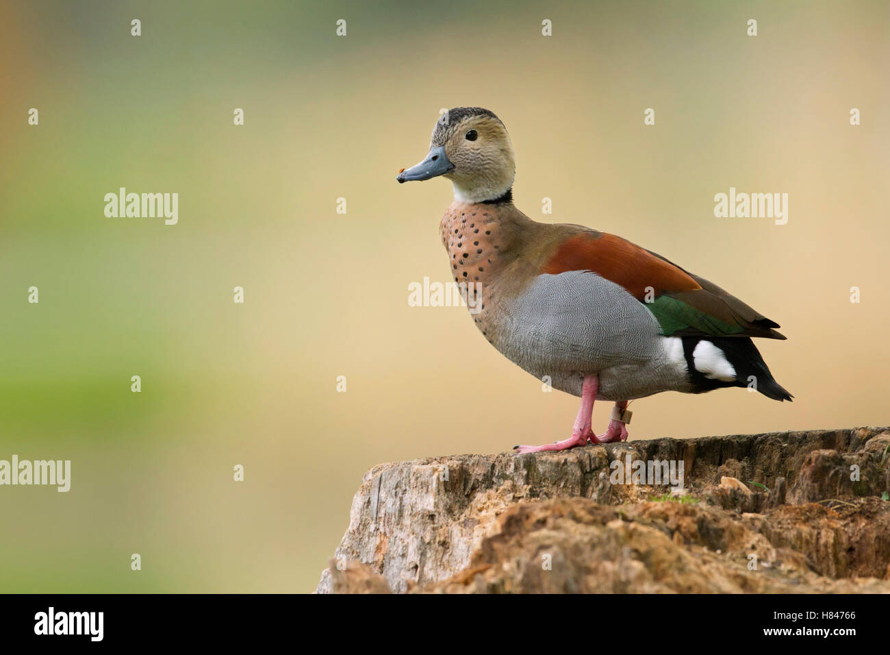 Ringed Teal (Callonetta leucophrys) male, Saint Gallen, Switzerland Stock Photo - Alamy