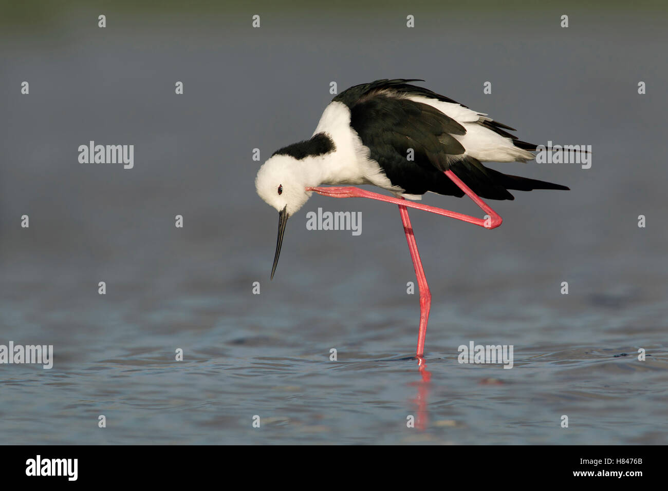 White-headed Stilt (Himantopus leucocephalus) scratching itself ...