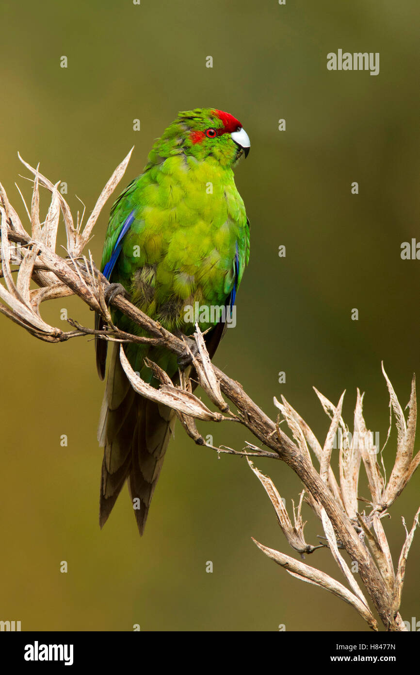 Red-fronted Parakeet (Cyanoramphus novaezelandiae), New Zealand Stock ...
