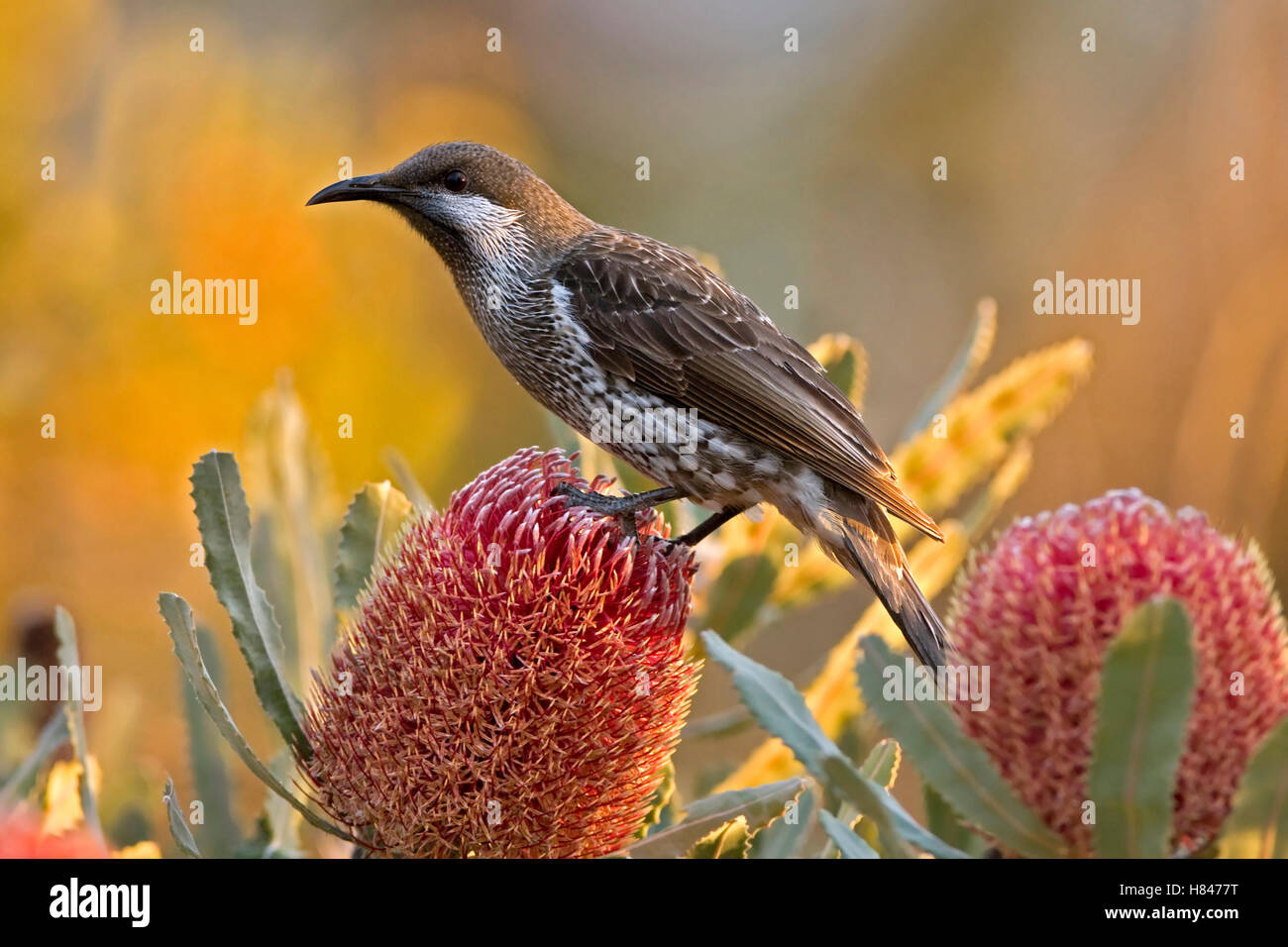Western Wattlebird (Anthochaera lunulata) on banksia, Western Australia ...