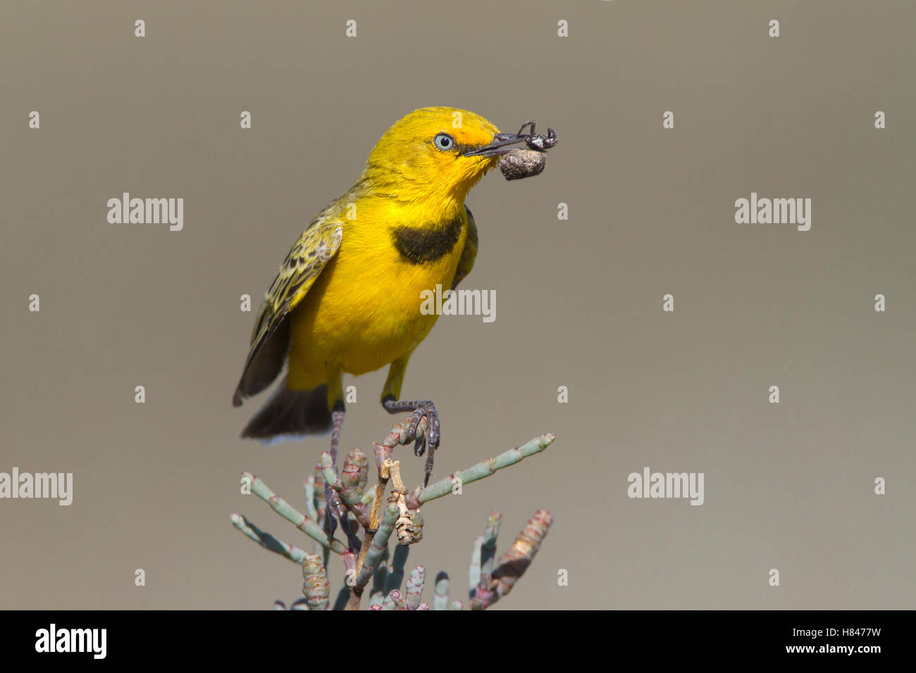 Yellow Chat (Epthianura crocea) male with spider prey, Western ...