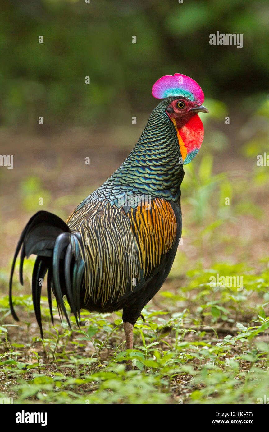 Green Junglefowl (Gallus varius) male, Bali, Indonesia Stock Photo - Alamy