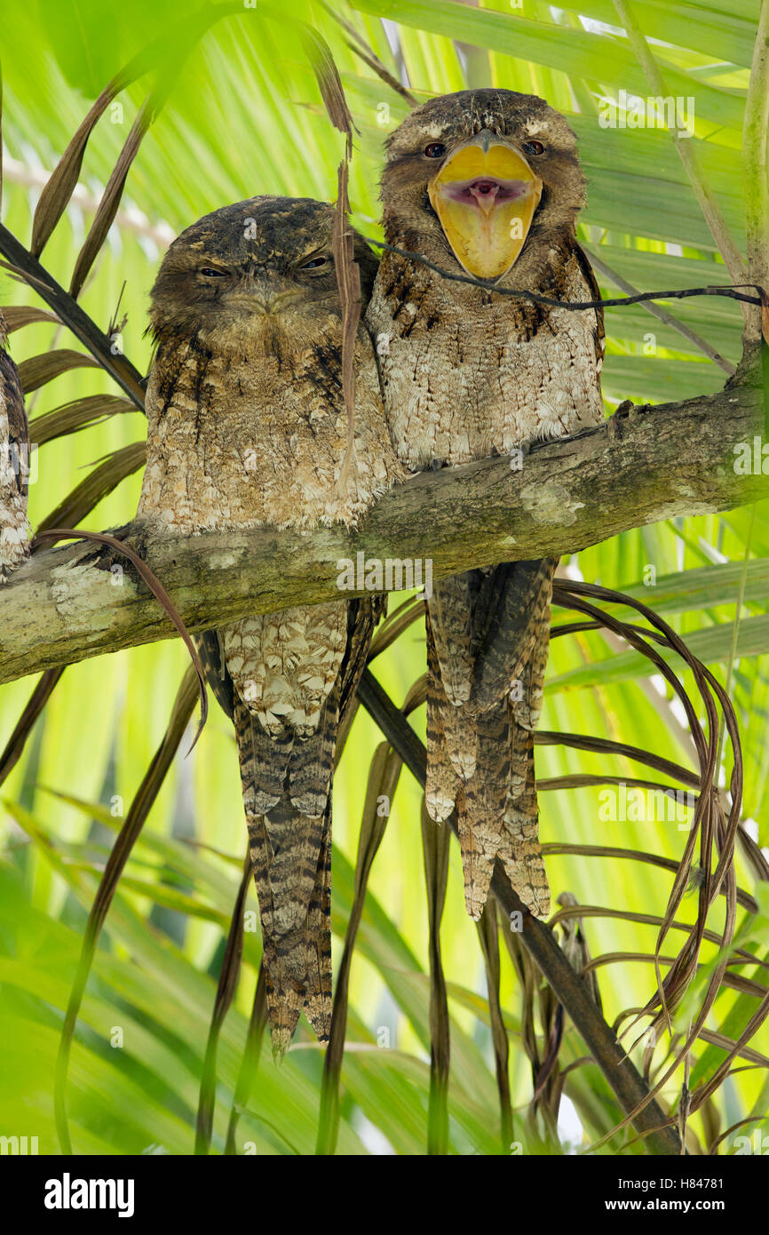 Papuan Frogmouth (Podargus papuensis) pair, one in defensive display ...