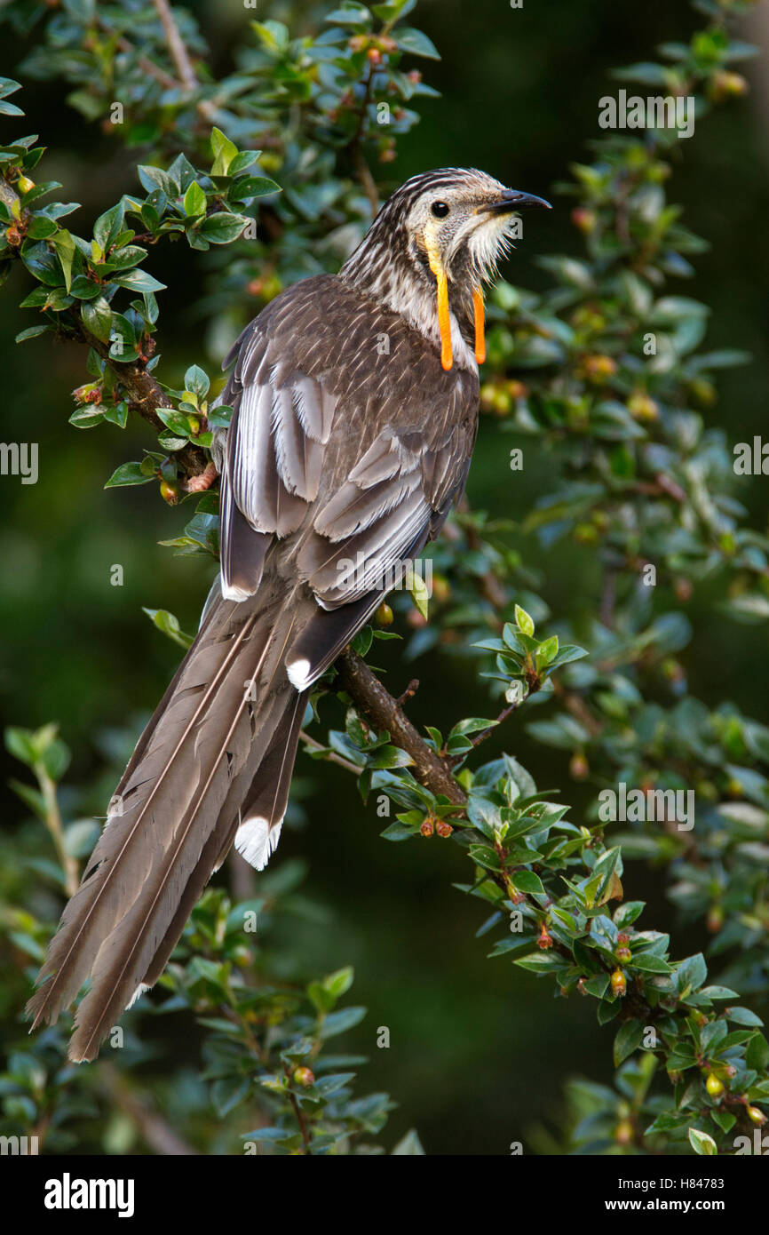 Yellow Wattlebird (Anthochaera paradoxa), Tasmania, Australia Stock ...