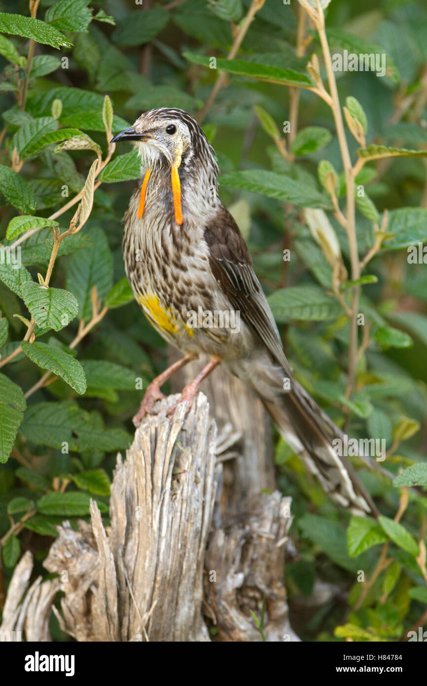Yellow Wattlebird (Anthochaera paradoxa), Tasmania, Australia Stock ...