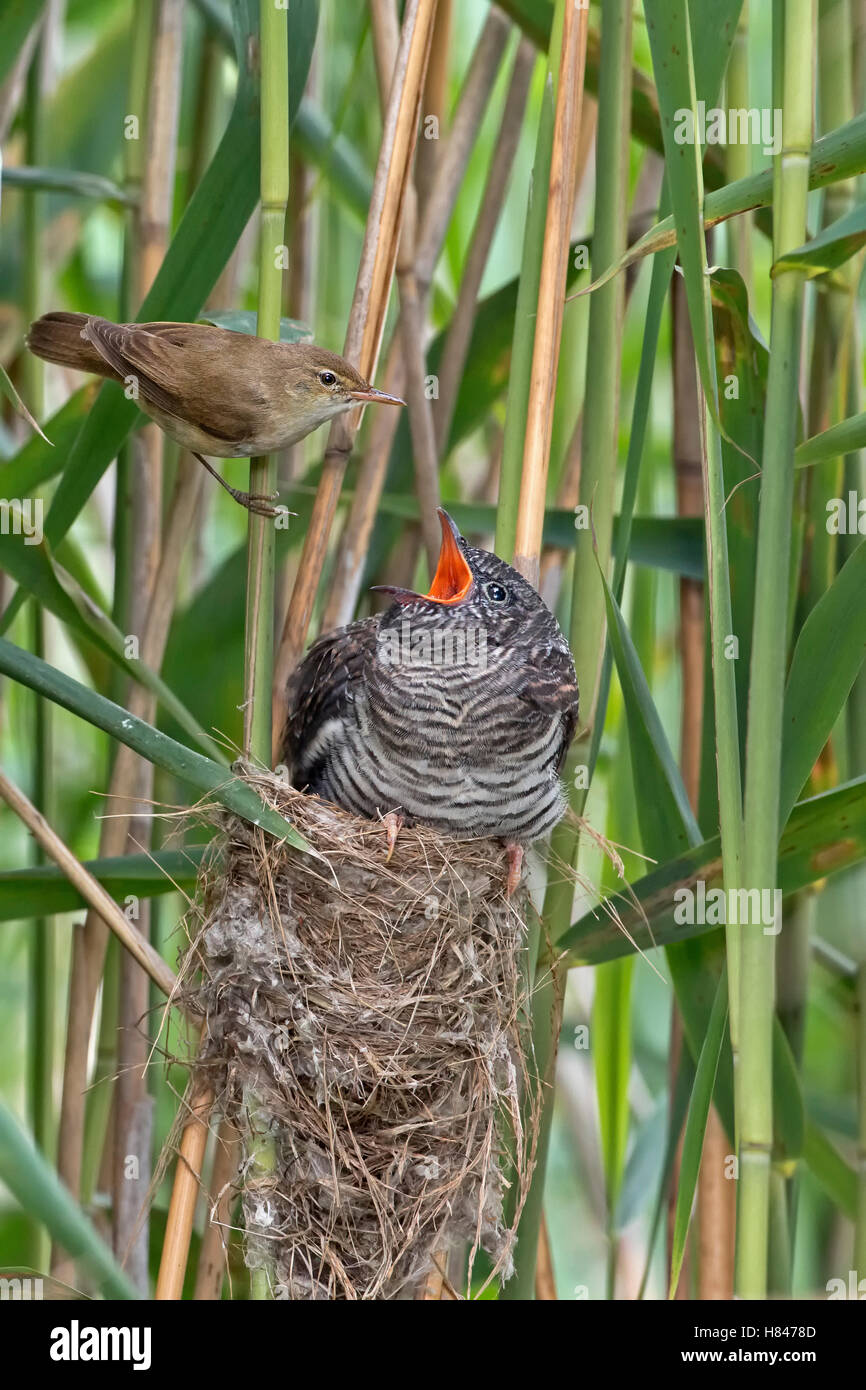 Eurasian Reed-Warbler (Acrocephalus scirpaceus) feeding Common Cuckoo ...