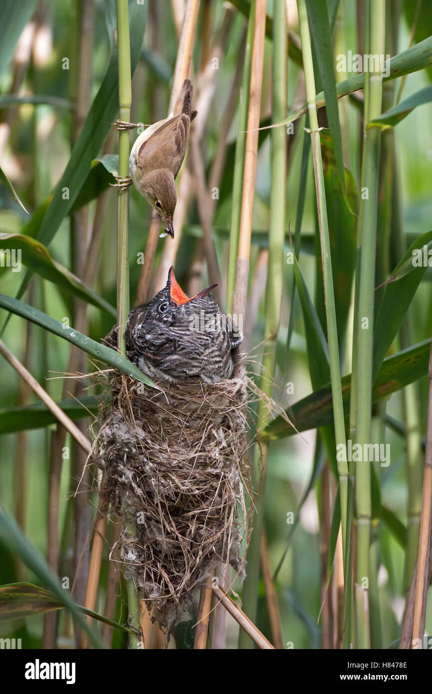 Eurasian Reed-Warbler (Acrocephalus scirpaceus) feeding Common Cuckoo ...