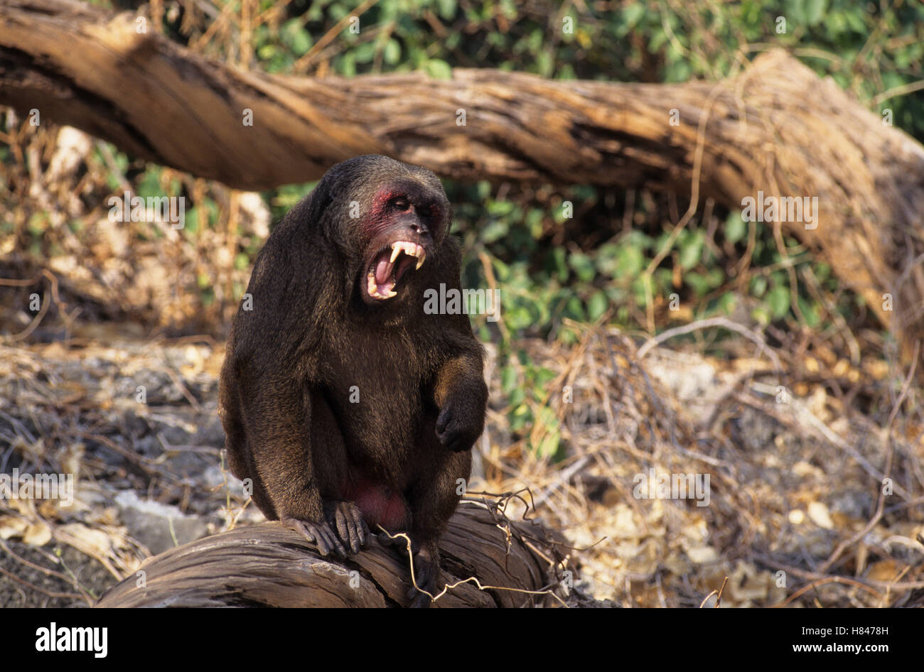 Stump-tailed Macaque (Macaca arctoides) male with open mouth in threat ...