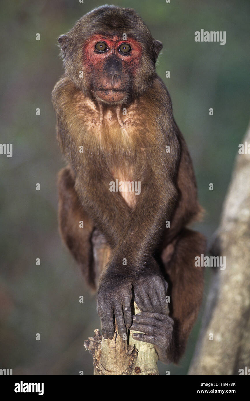 Stump-tailed Macaque (Macaca arctoides) female, Thailand Stock Photo ...